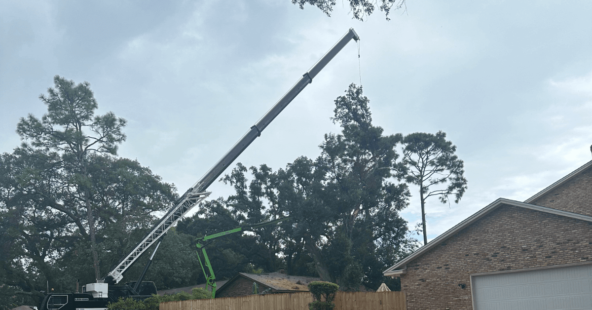 Tree Limb Removal in Pace, Pensacola & Milton FL | D’s Trees