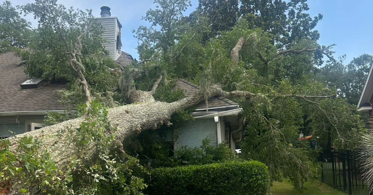 24/7 Emergency Tree Service in Northwest Florida | D’s Trees