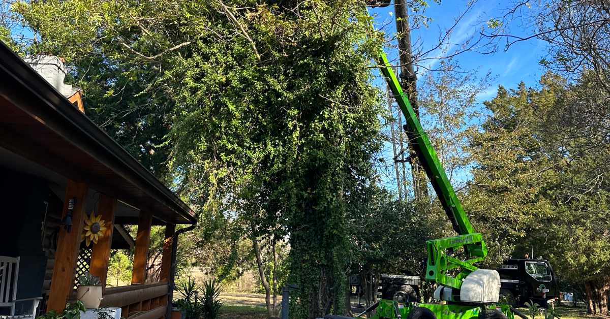 Shrub Removal & Shrub Trimming in Northwest Florida | D’s Trees