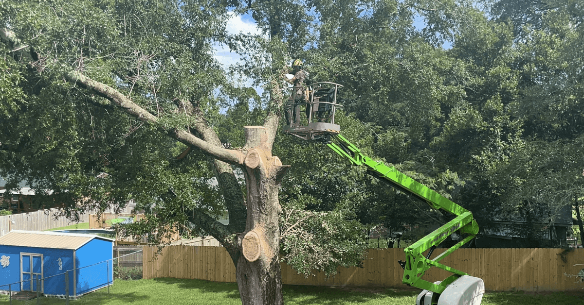 Tree Trimming Pace, FL | Affordable Tree Care by D's Trees