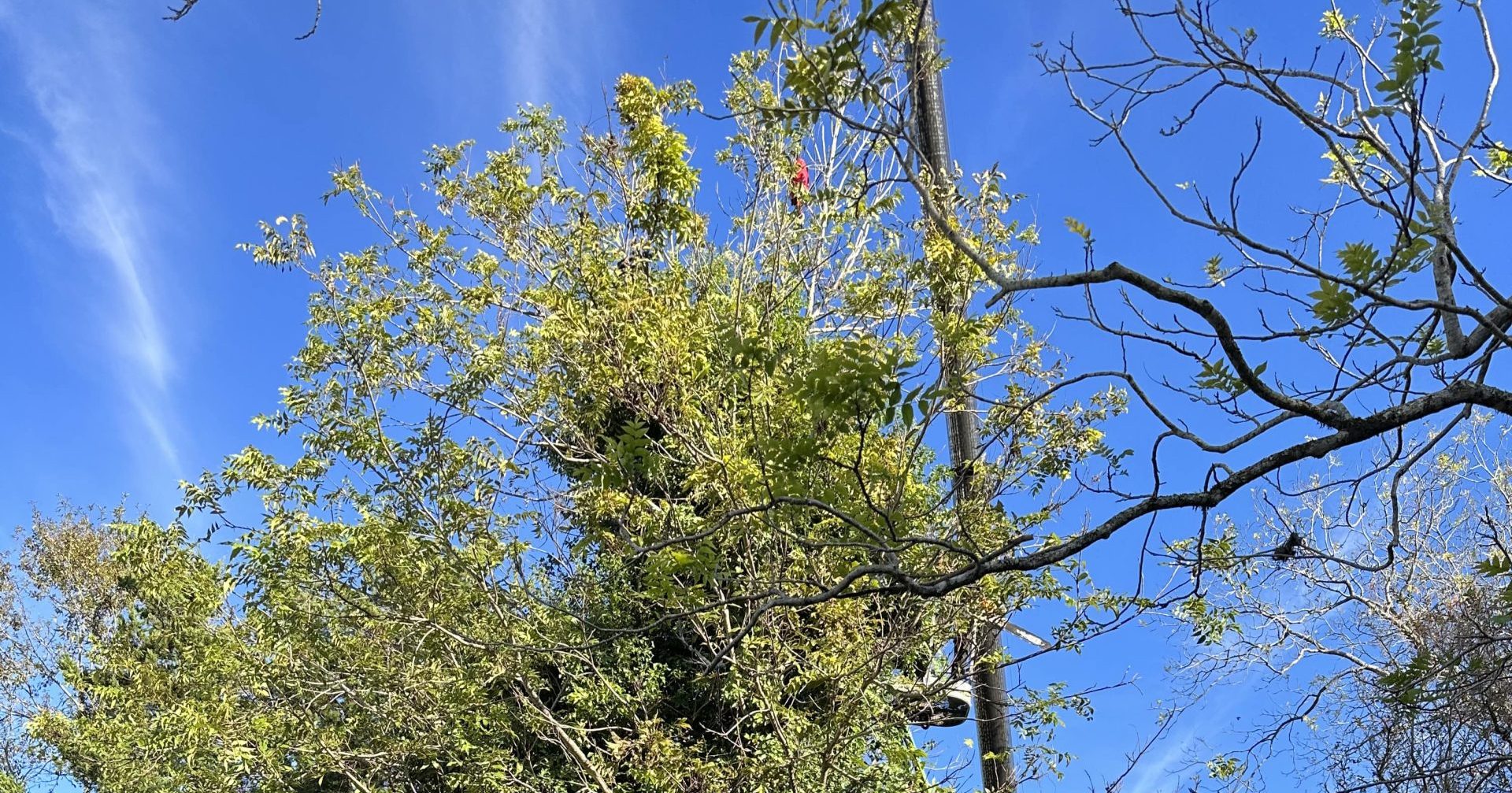 5 Common Tree Hazards Found During Assessments